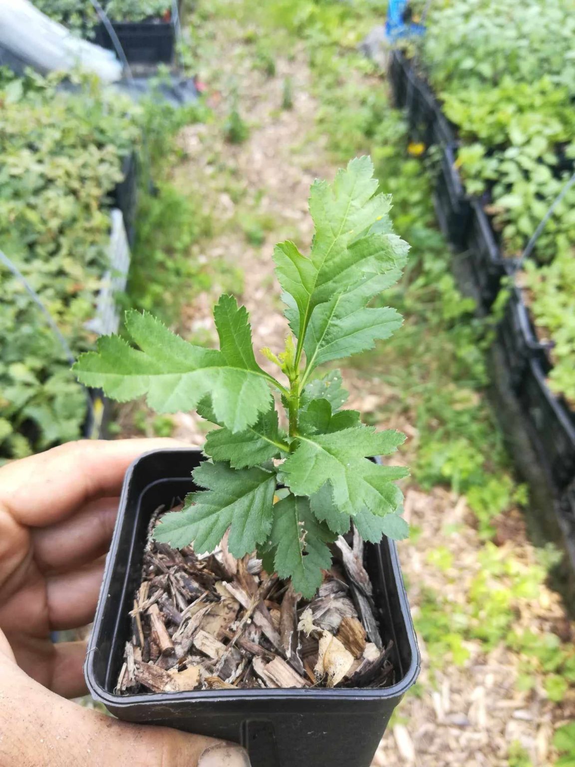 Aubépine monogyne (Crateagus monogyna) – L'Enracineuse