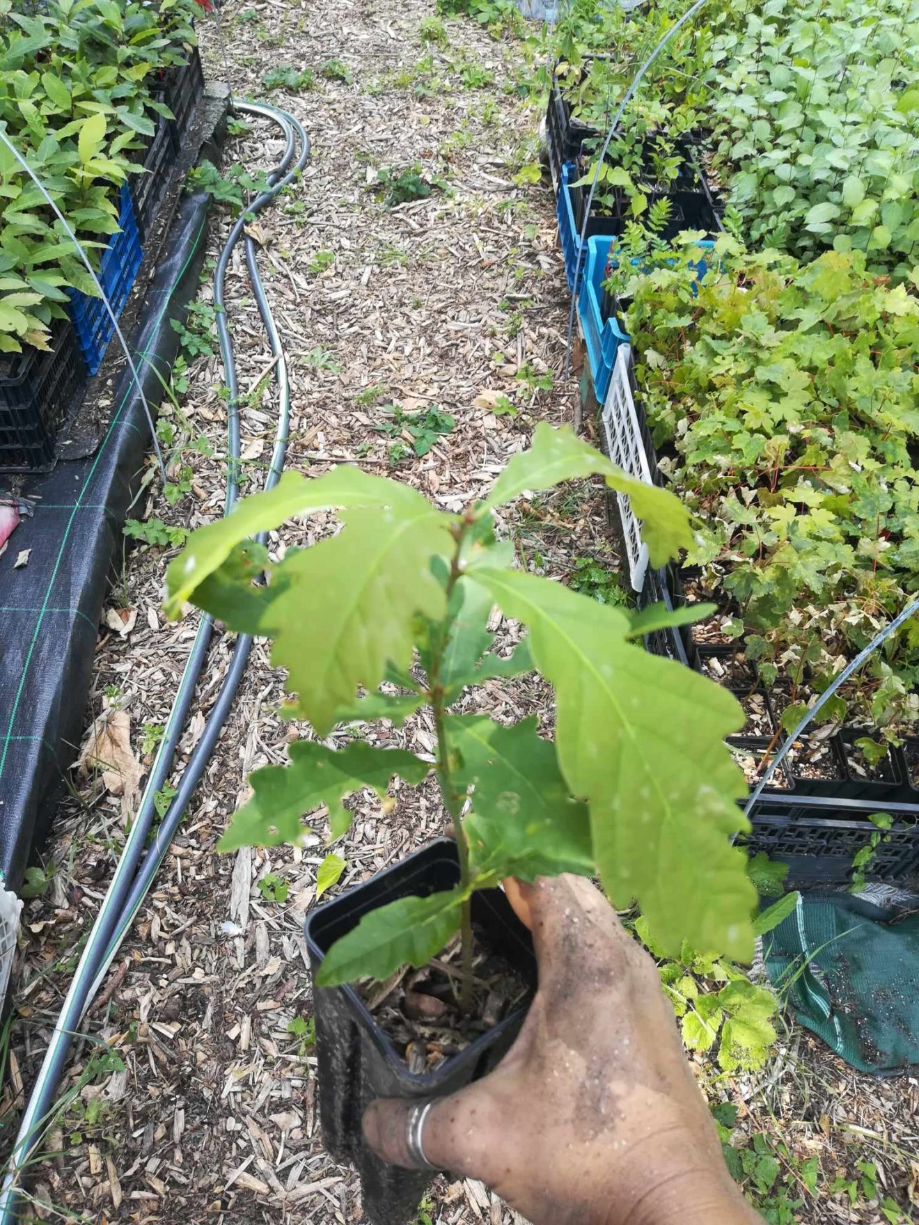 Chêne sessile (Quercus petrae) – L'Enracineuse